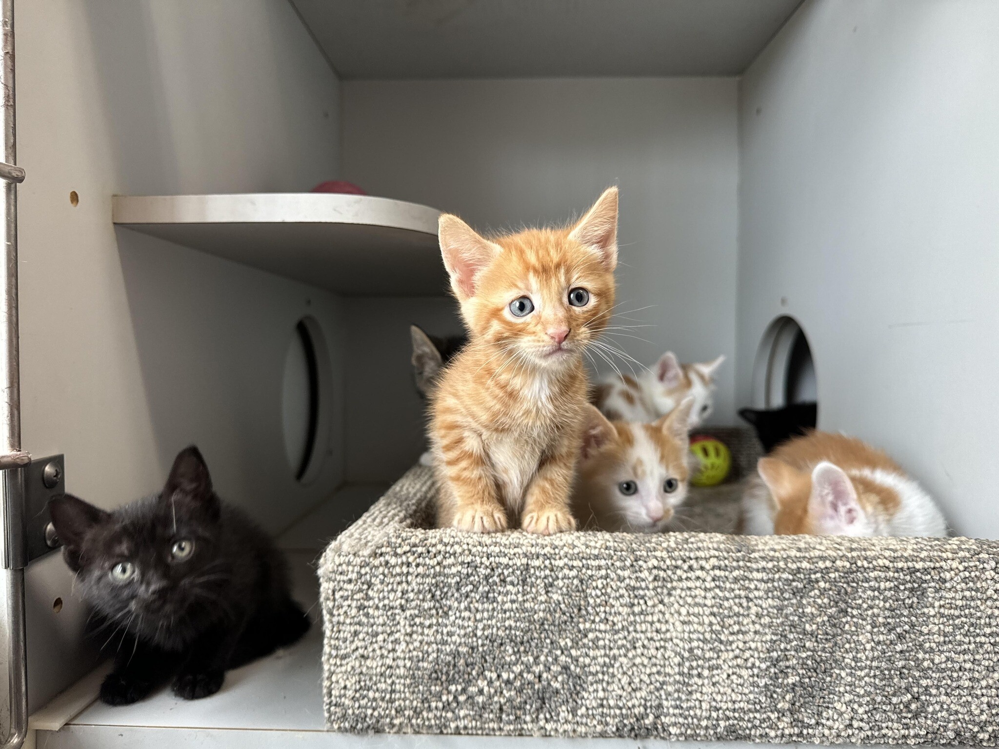 Pawsitive Animal Impact Rescue