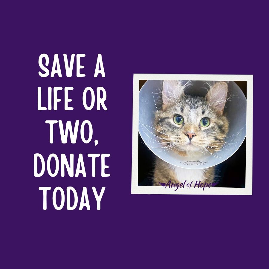 Save a life or two! Donate today! | Angel of Hope Animal Rescue
