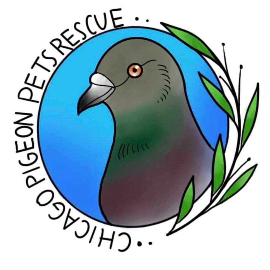 Help save the pigeons | Great Lakes Pigeon Rescue