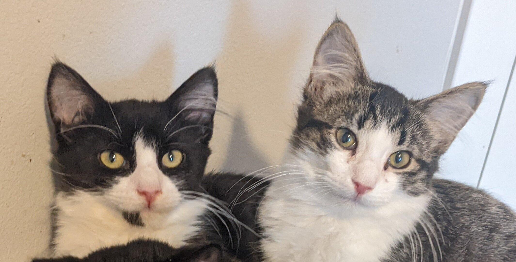 Auction – 9 Lives Rescue Auction 2025 - Help Cats and Kittens!