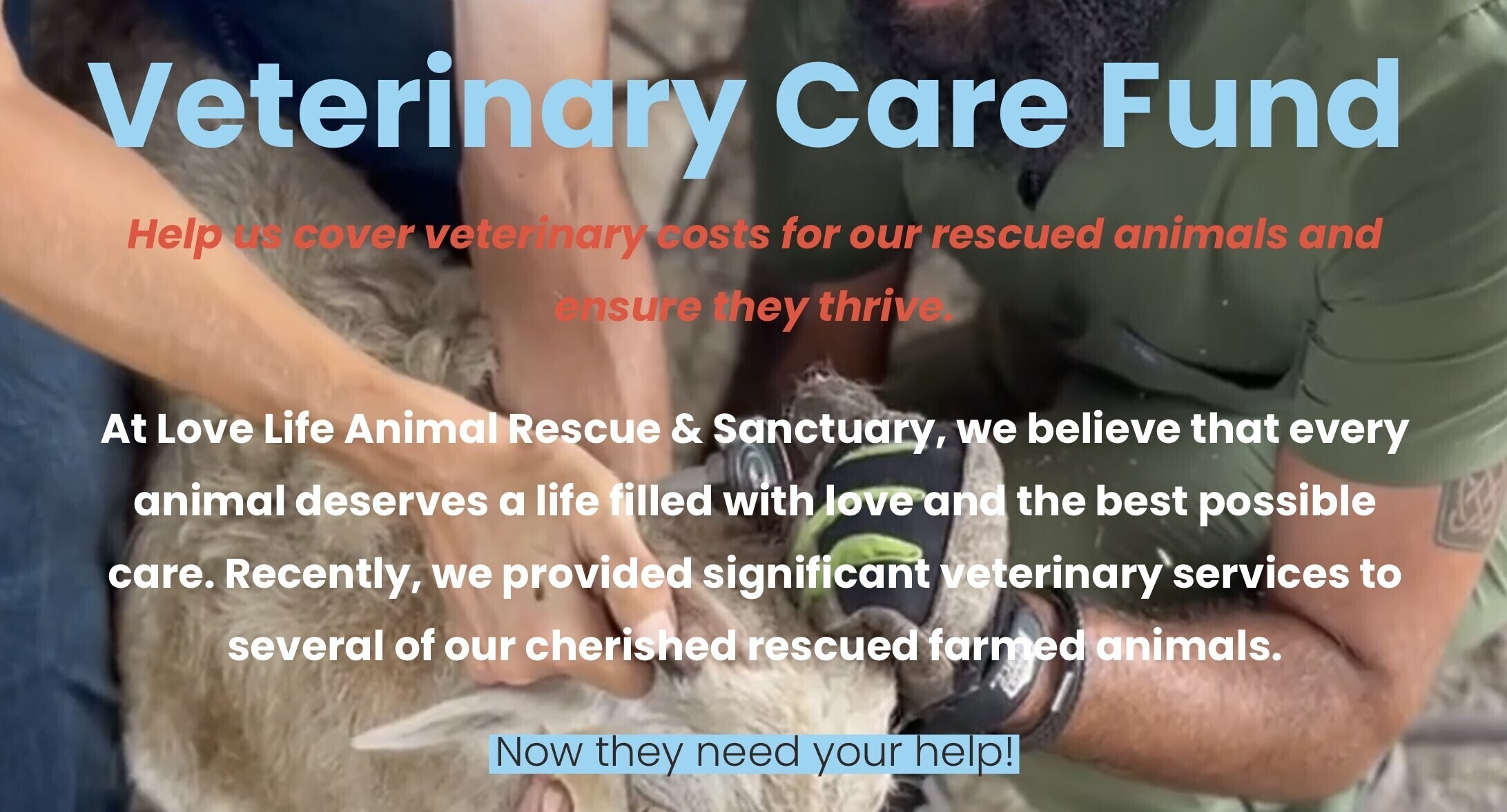 Support Love Life Animal Rescue Veterinary Care Fund | Love Life Animal ...