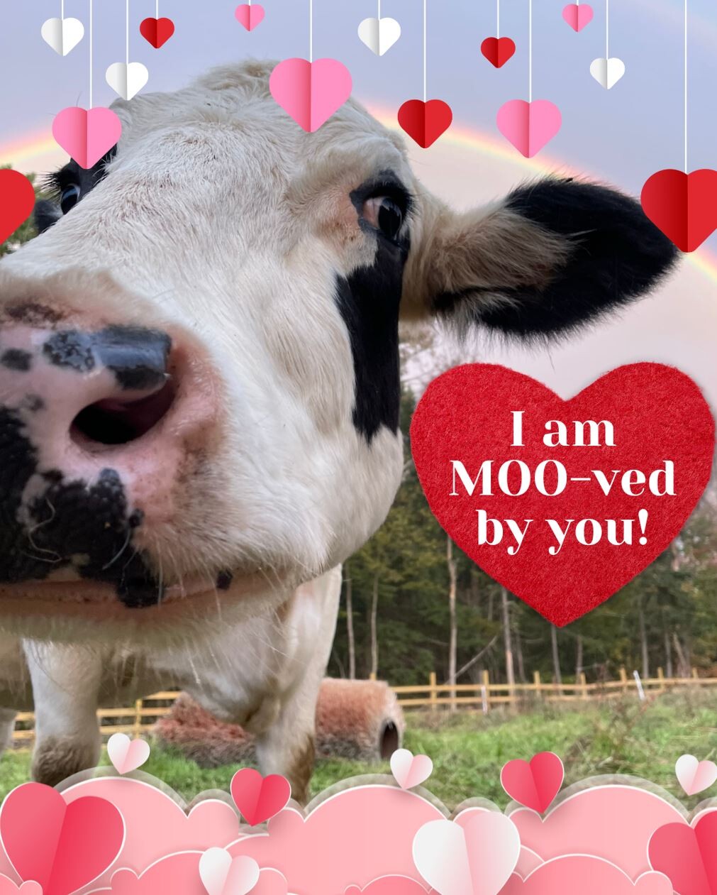 Give a MOO-velous Valentine's Day Card