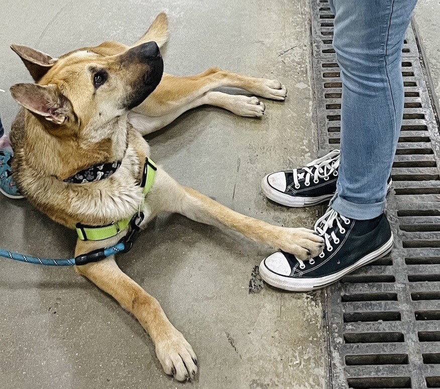 Paw it Forward | Paws and Think, Inc.