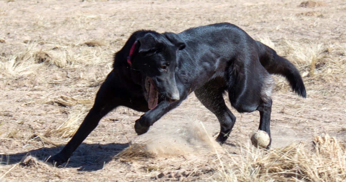 From Shelter to Search Program | Category 5 K9