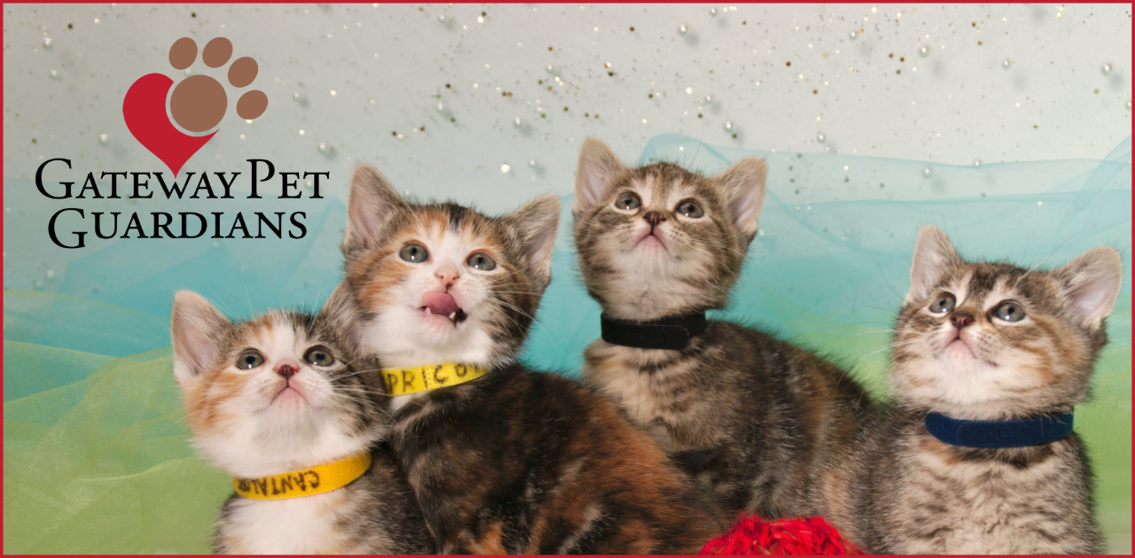 Kitten Season at Gateway Pet Guardians