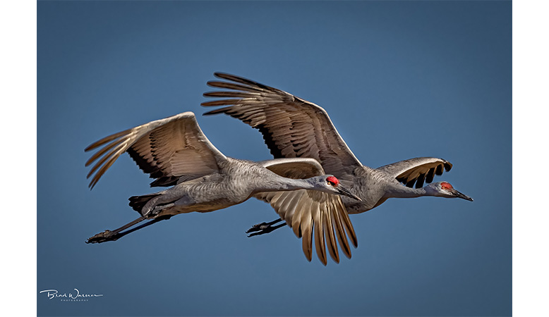 “Sandhill Cranes” Photographic Print