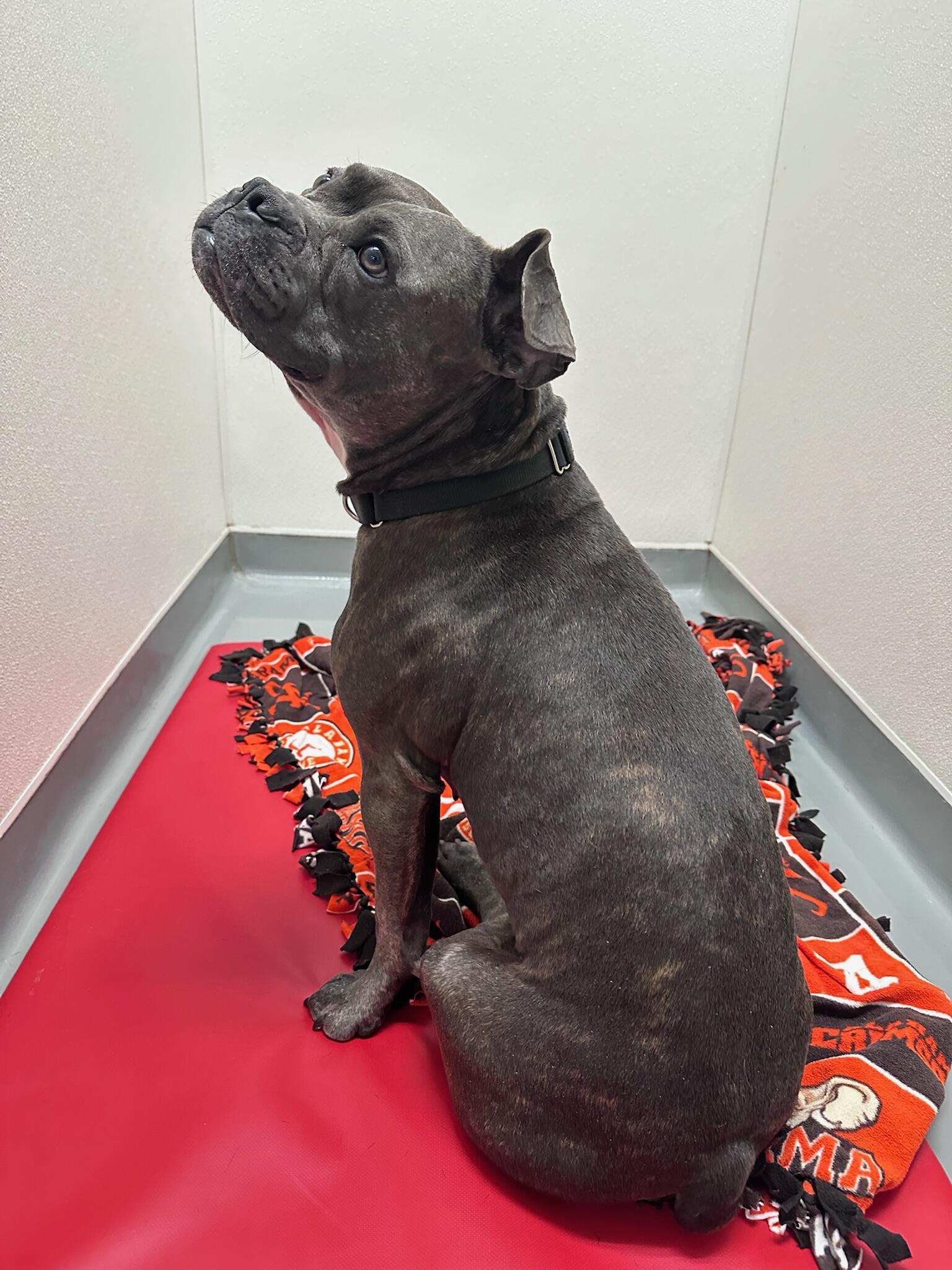 From Forgotten to Fighting: Help Peggy Survive This Emergency