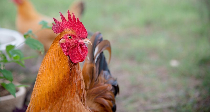 Donation Form for Friends of Russell Farm