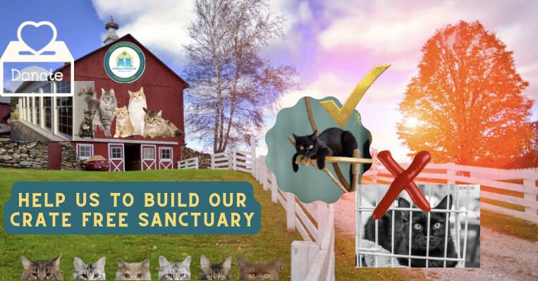 Support to Build on Our Sanctuary Land | UFAR Animals Rescue