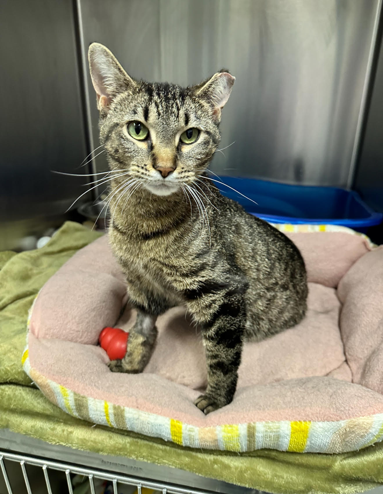 Olivia's Losing a Leg