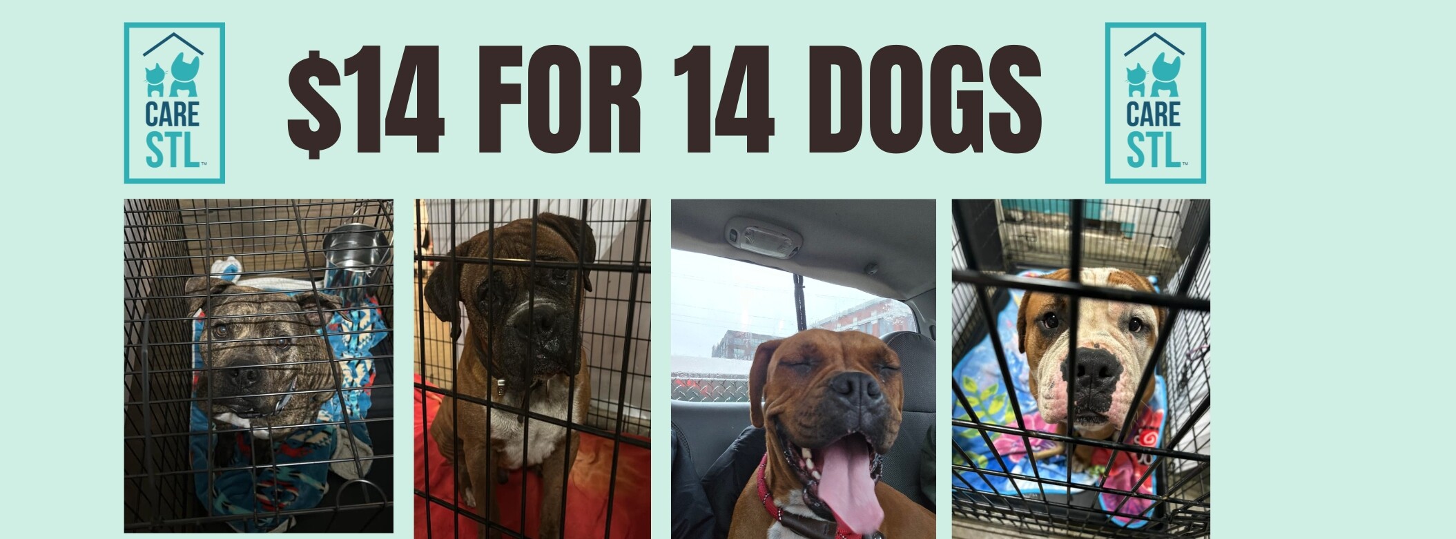 $14 For 14 Dogs | CENTER FOR ANIMAL RESCUE & ENRICHMENT OF ST LOUIS ...