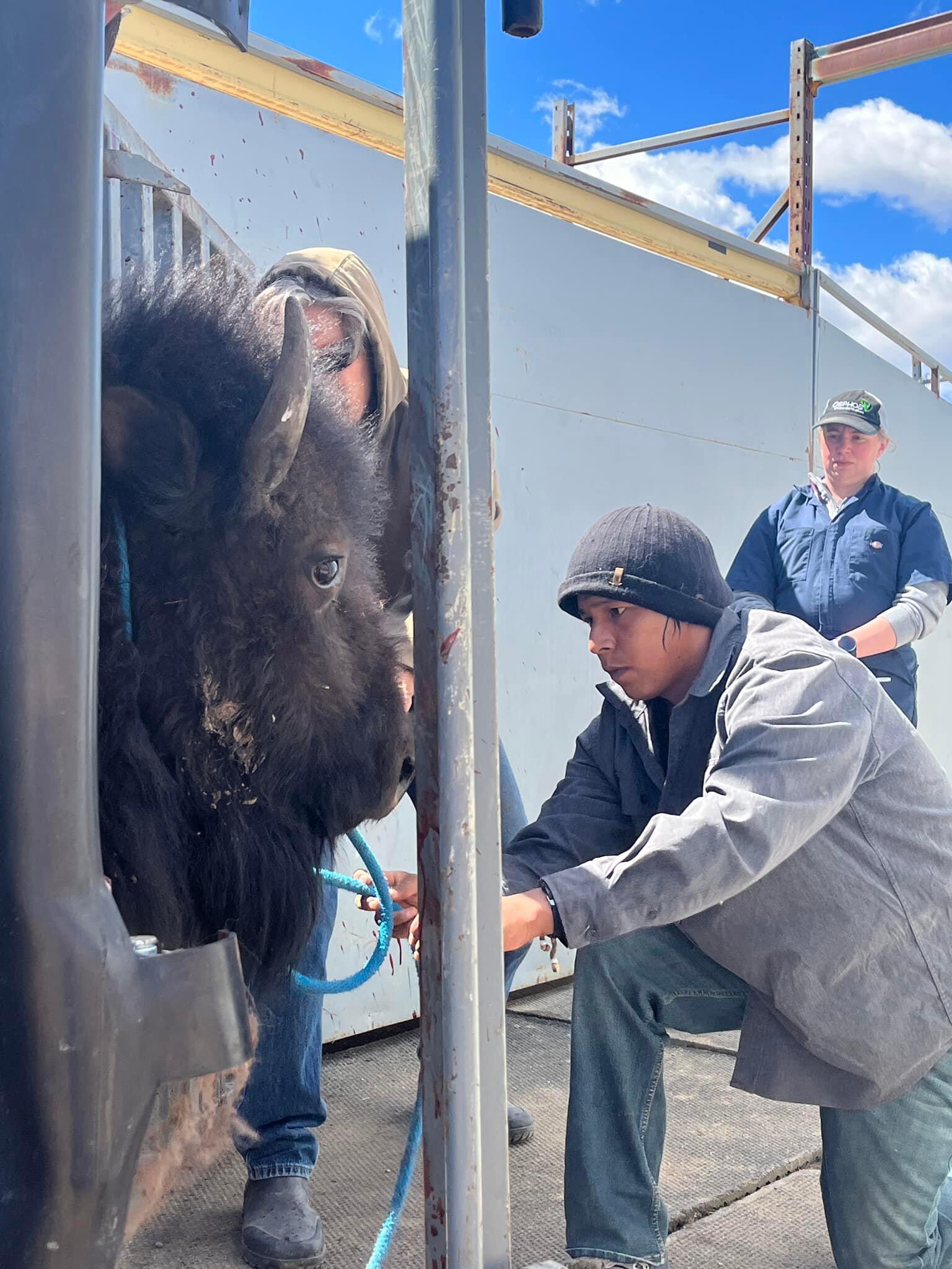 Bison Rehoming Project | The Tipi Raisers