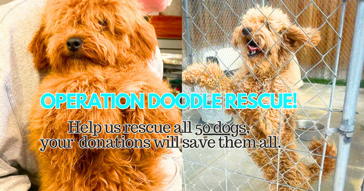 OPERATION DOODLE RESCUE: Let's Save all 50 Dogs!