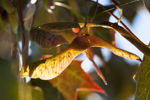 Fall Native Seed Collection Workshop | The Nature Center at Shaker Lakes