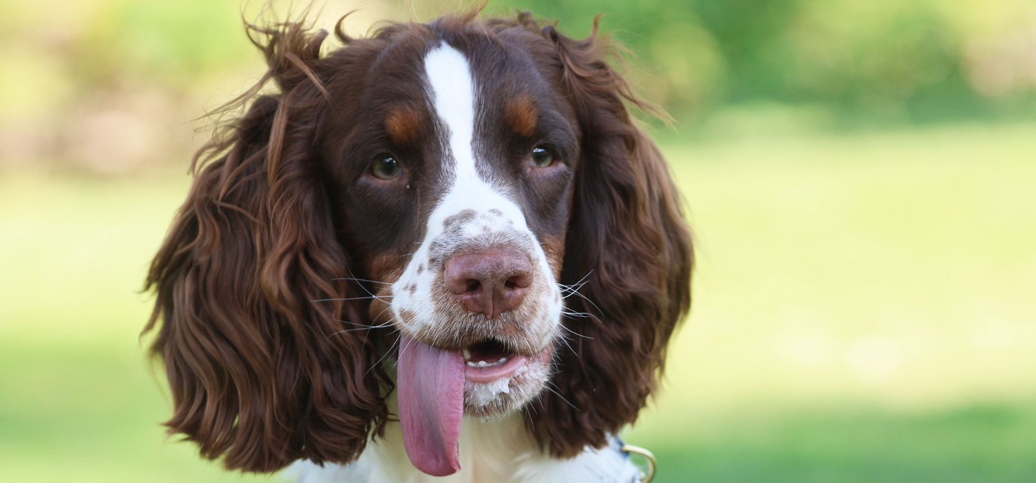 SOS: Save Our Springers!