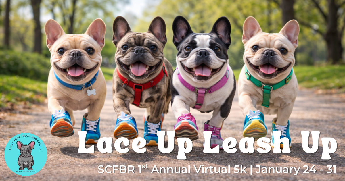 Lace Up Leash Up | Independent Socal French Bulldog Rescue Inc