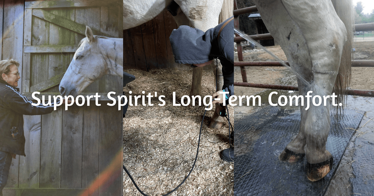 Standing by Spirit: Funding the Ongoing Care He Requires Due to a Tick ...