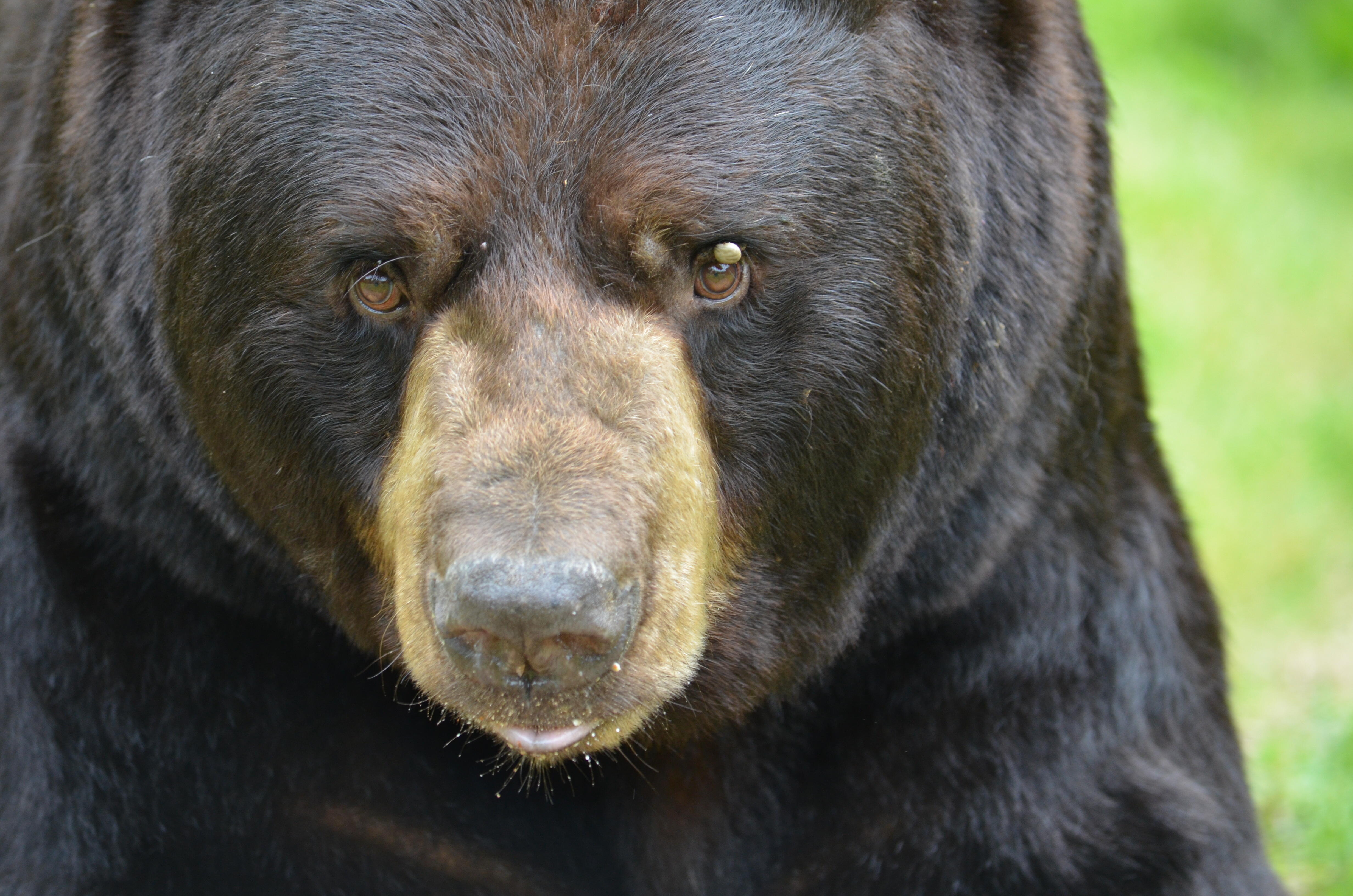 Shadow A Bear - July 26th | American Bear Association