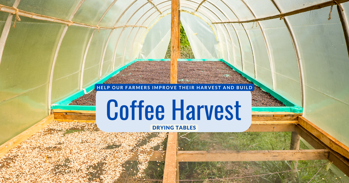 Build Coffee Harvest Drying Tables