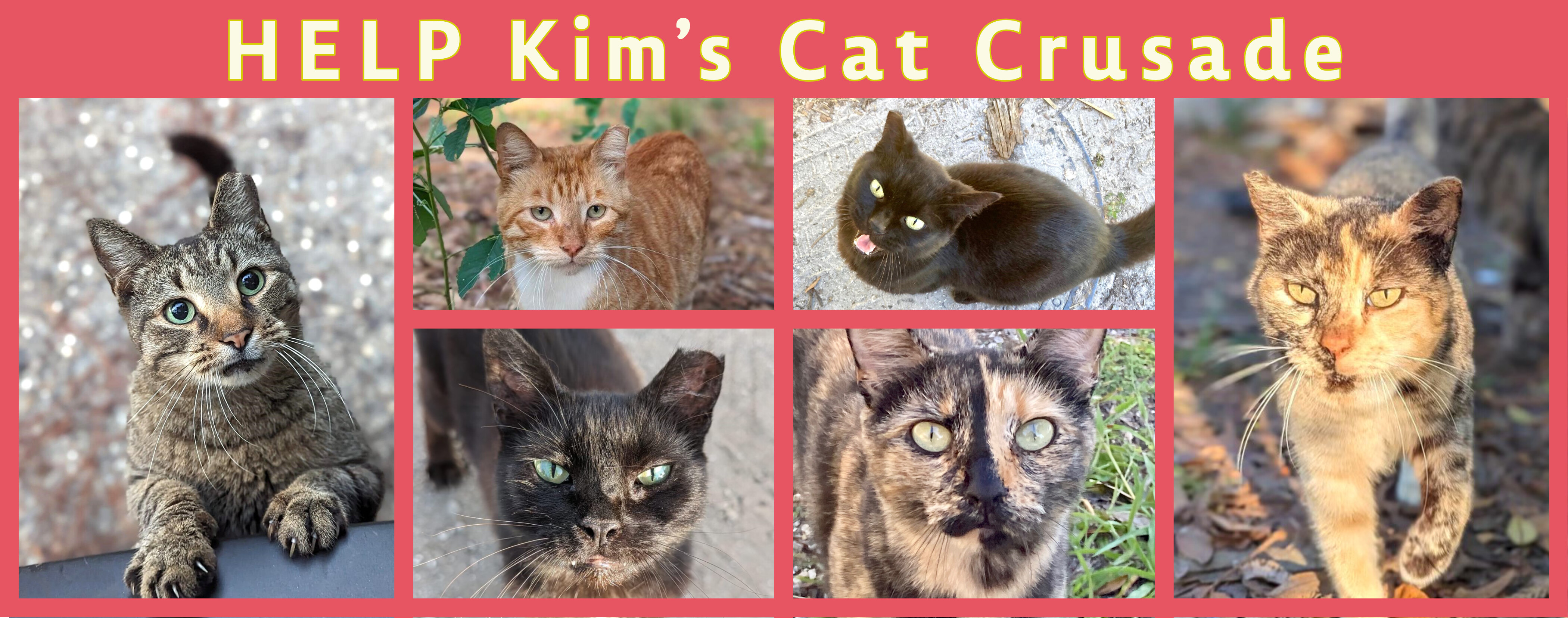 Kim's $5 Social Media Challenge