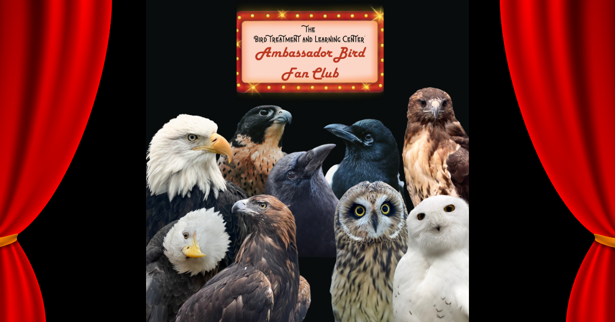 Become a member of the Ambassador Bird Fan Club