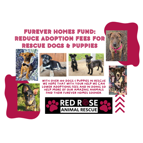 Furever Homes Fund: Reduce Adoption Fees for Rescue Dogs & Puppies
