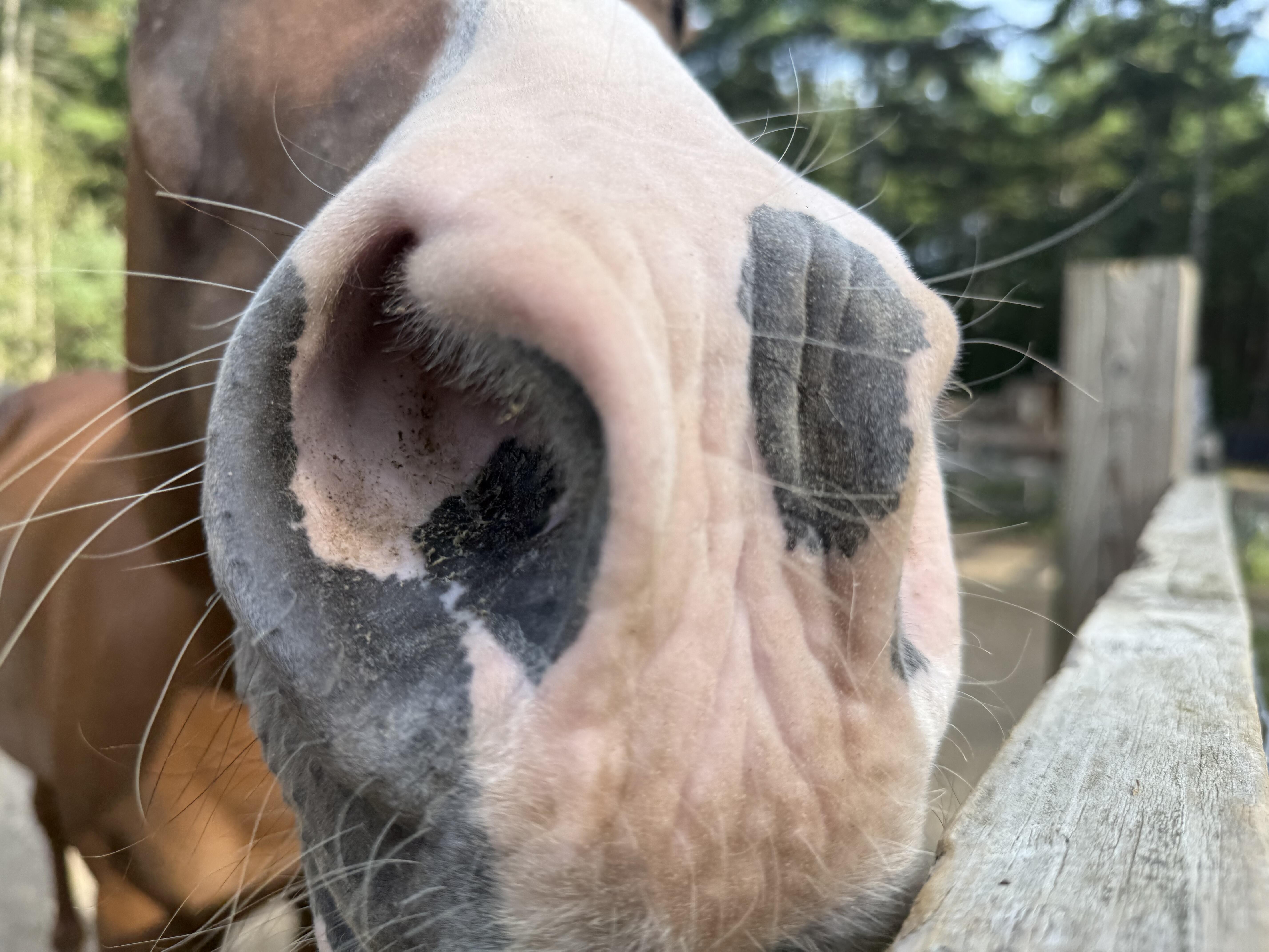 Yay for Hay!!! | Smokey Chestnut Farm Rescue