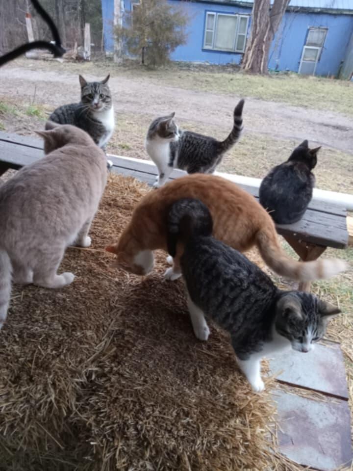 The Roscoe Cats - Help Break the Cycle!