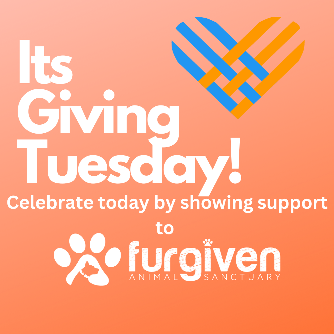 It's Giving Tuesday