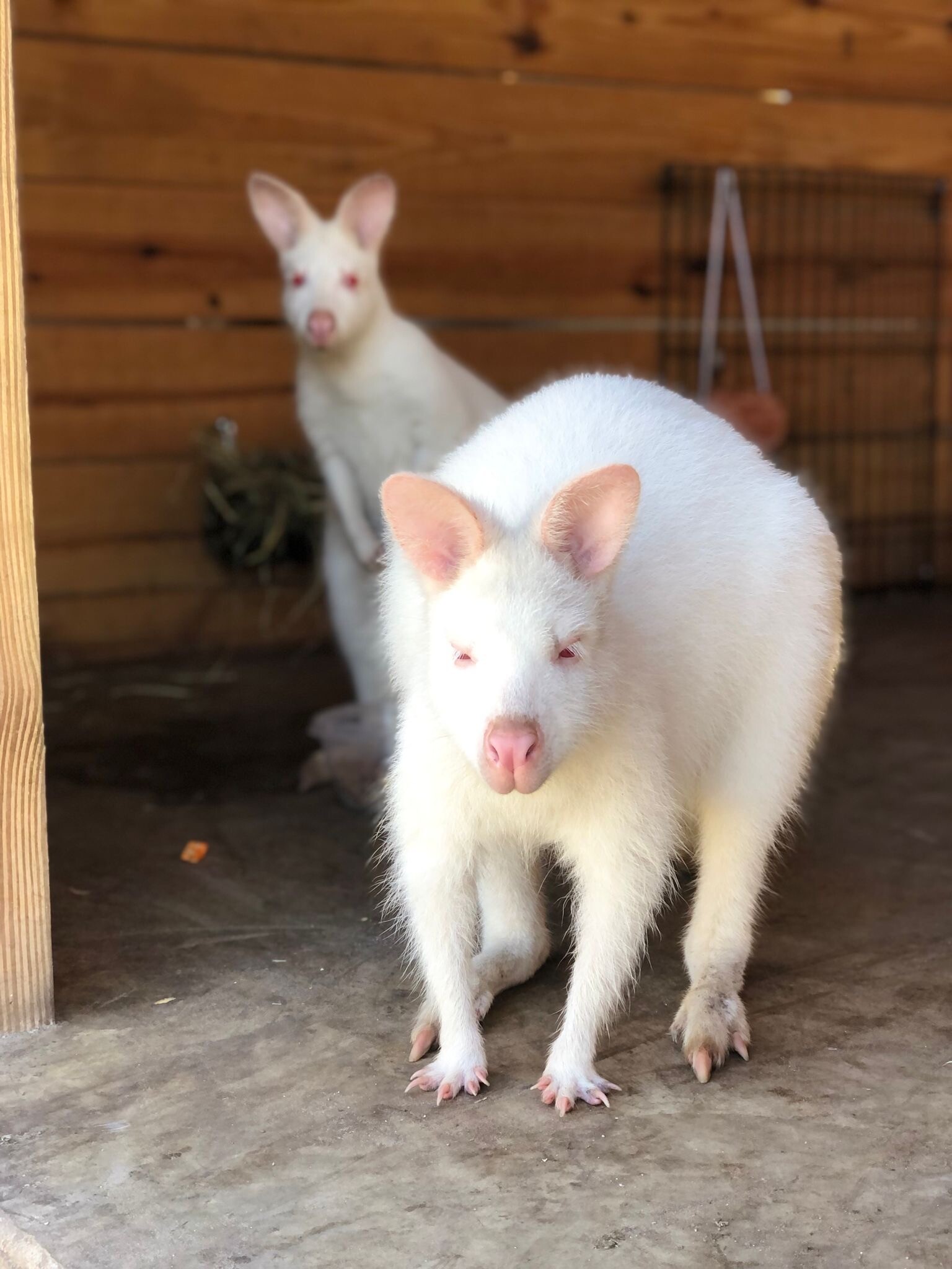 Romelia Farms - Community Call to Action Campaign #savetheanimals ...