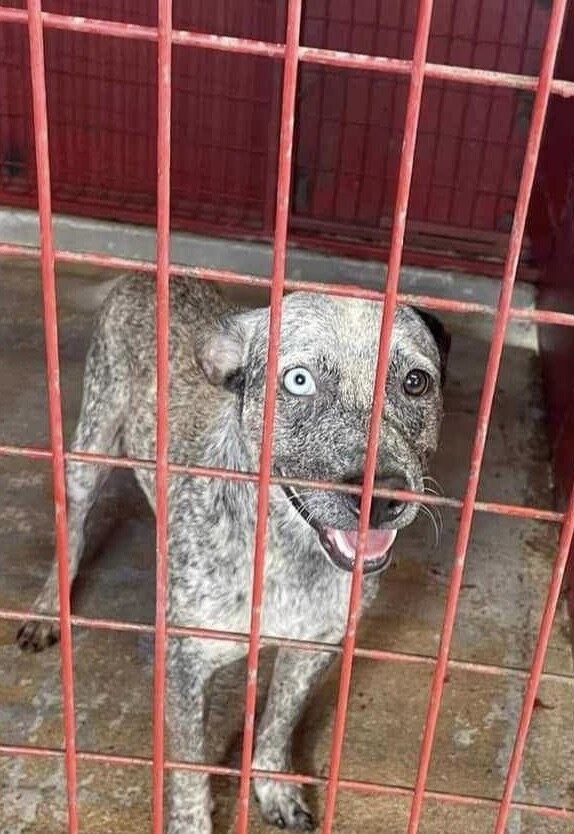 Dogs at Cotulla Shelter