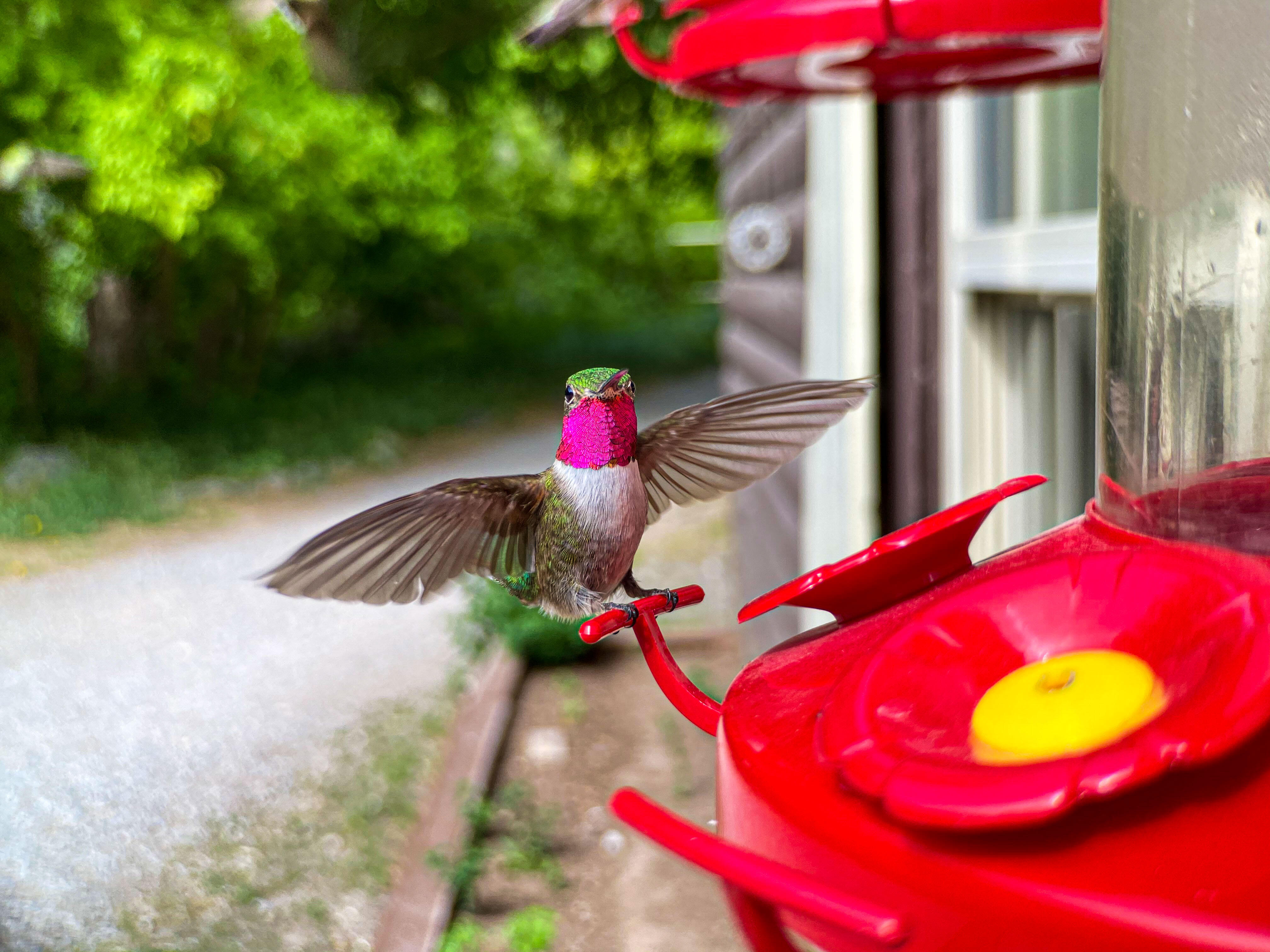 In Memory of Susan Anderson