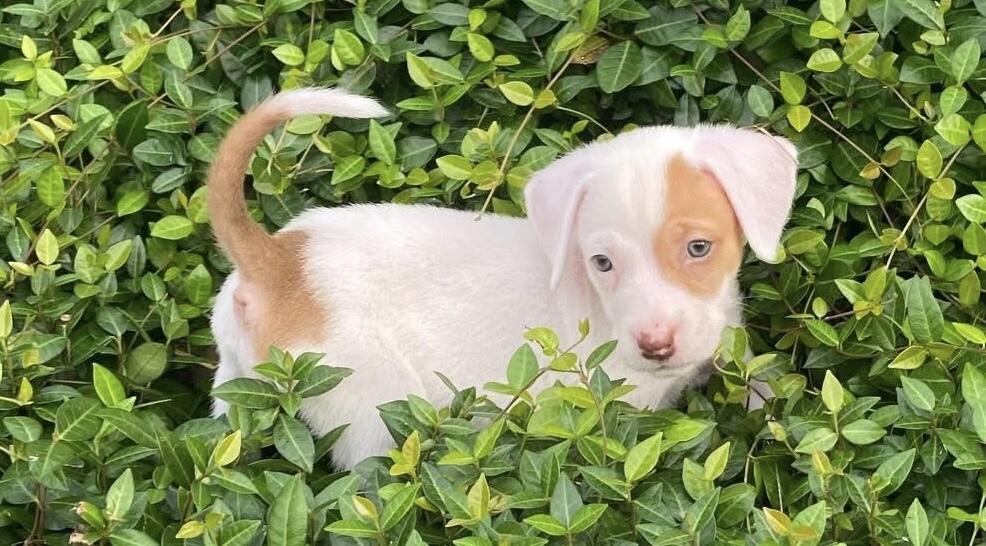 Jenni's Rescue Ranch: Donate to Support Our Animals