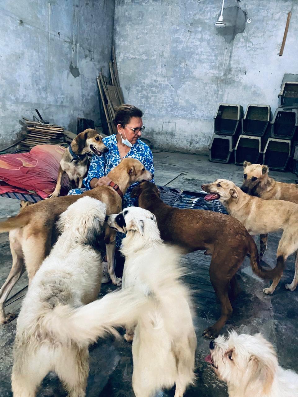 Rescue, Spay and Neuter for the Street Dogs of KPK Pakistan