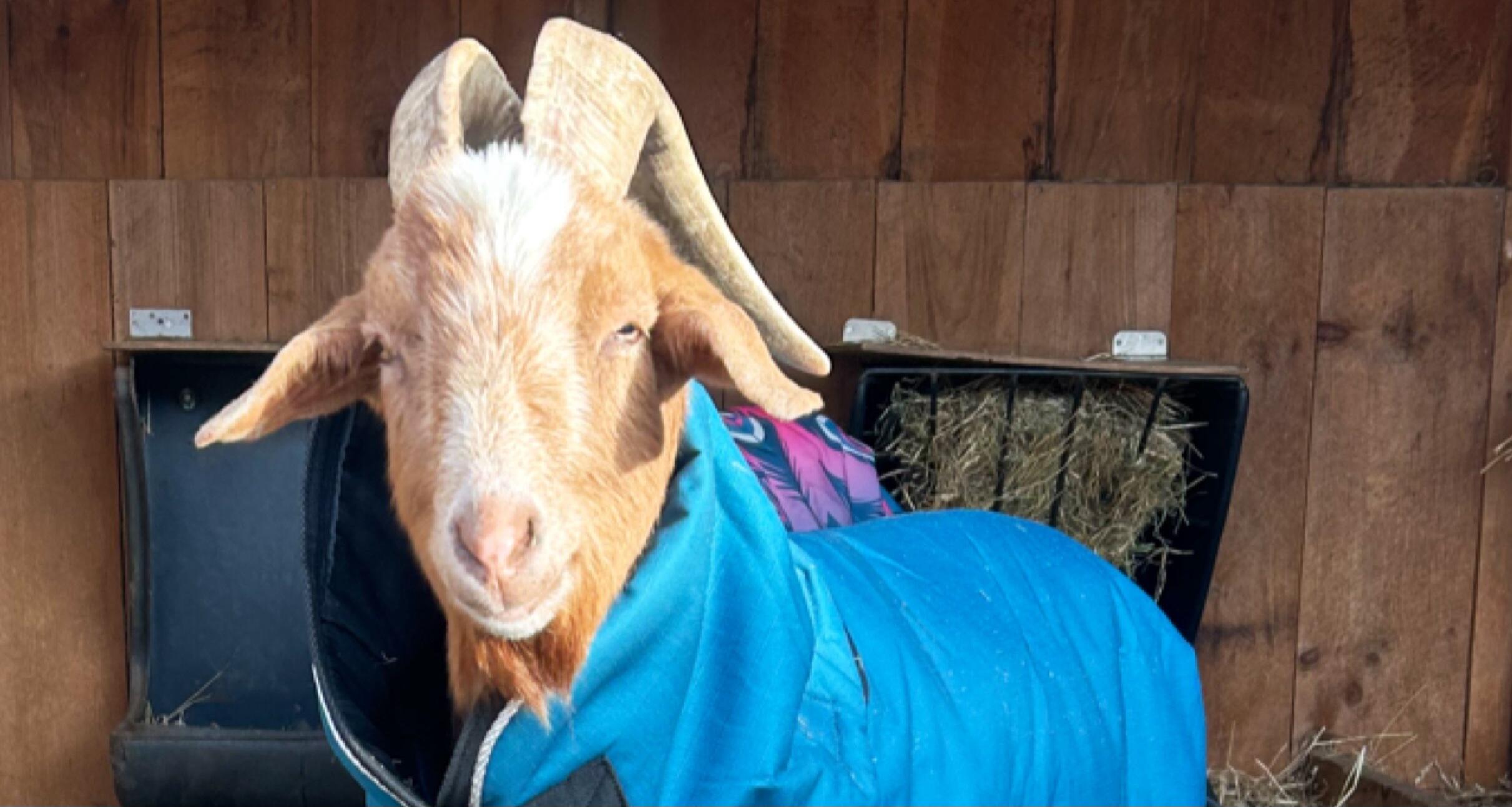 Teddy's Final Resting