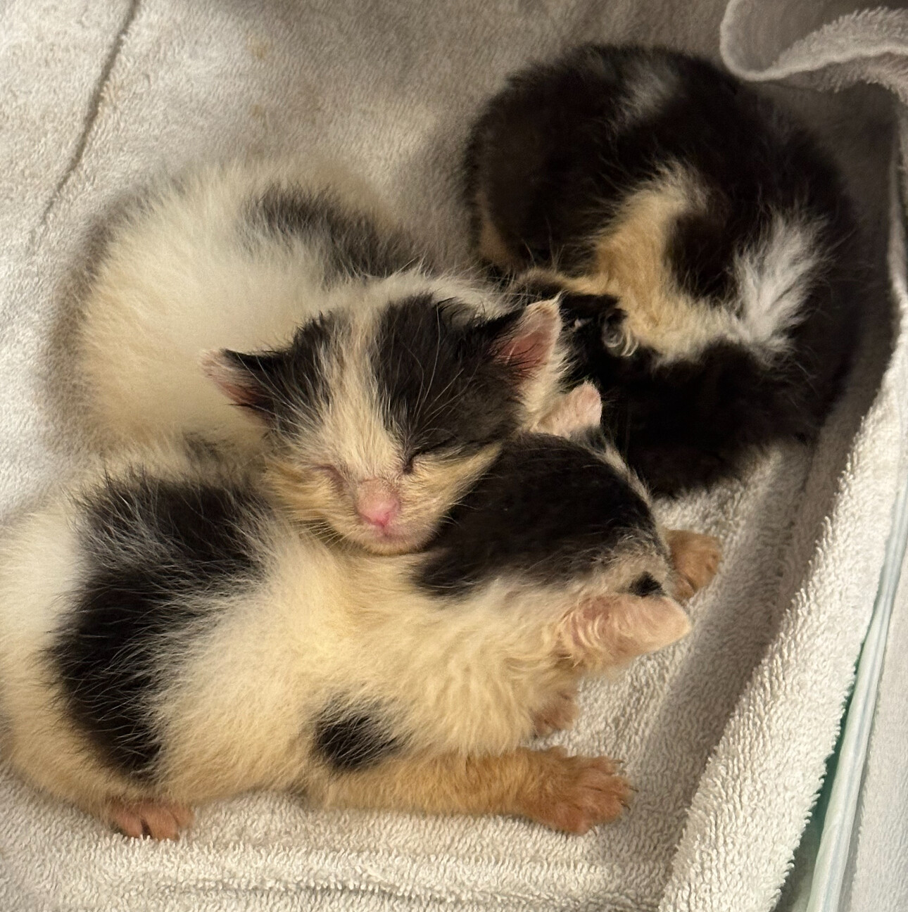 Help! Kitten Season is ROUGH