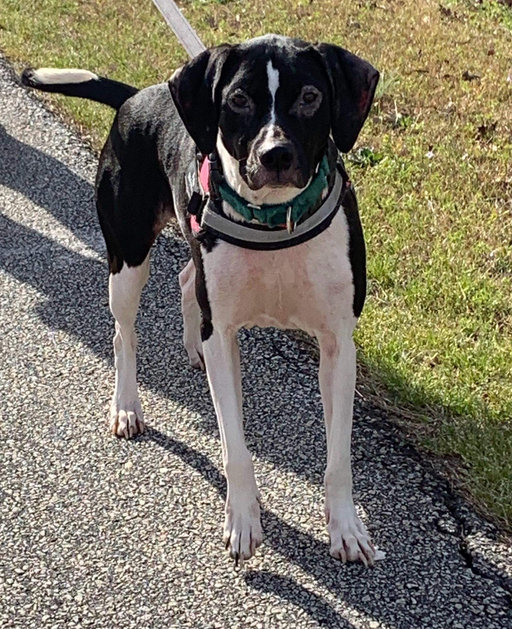 Urgent help For Vetting Needed