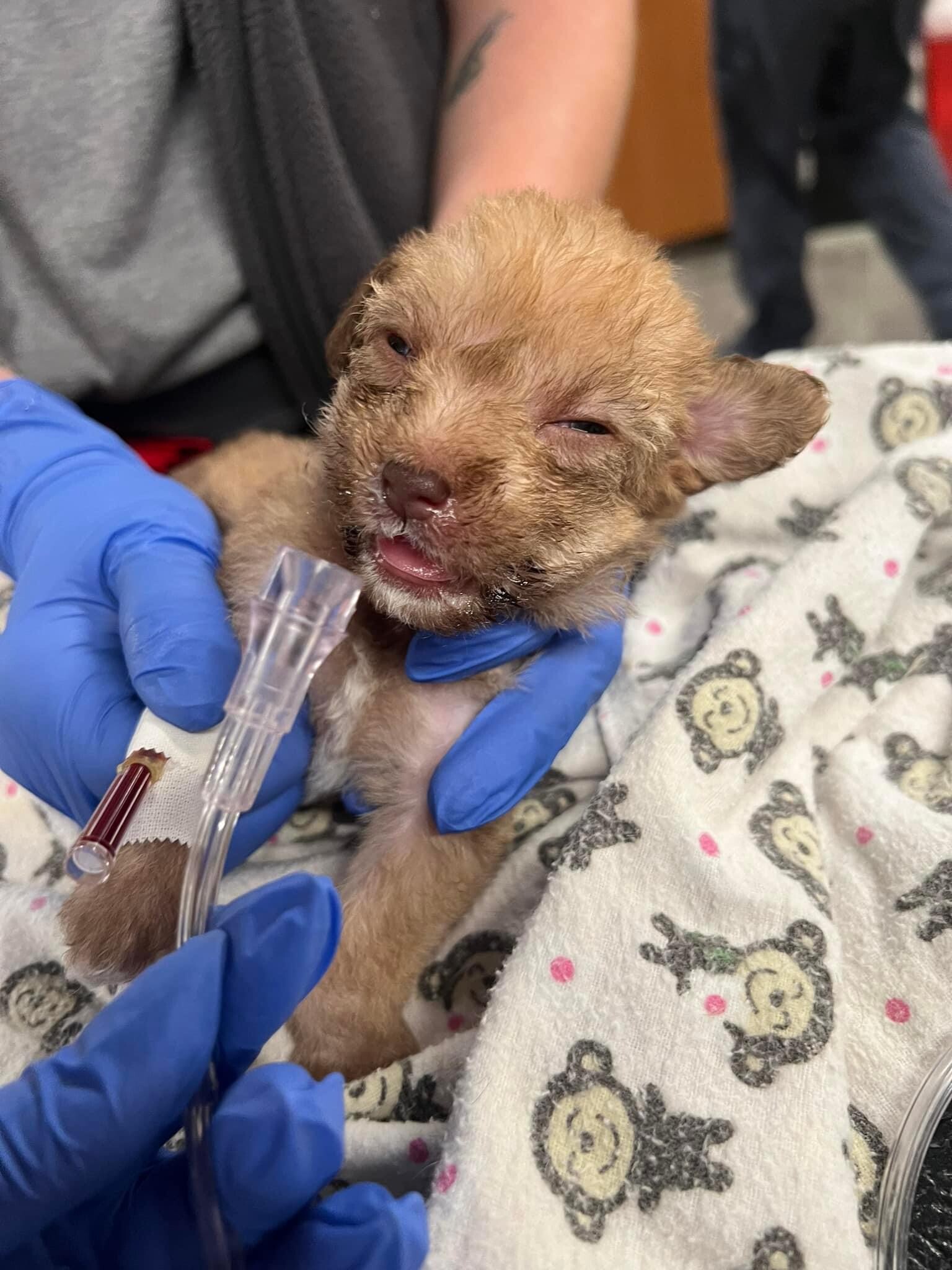 Ruby needs your help!