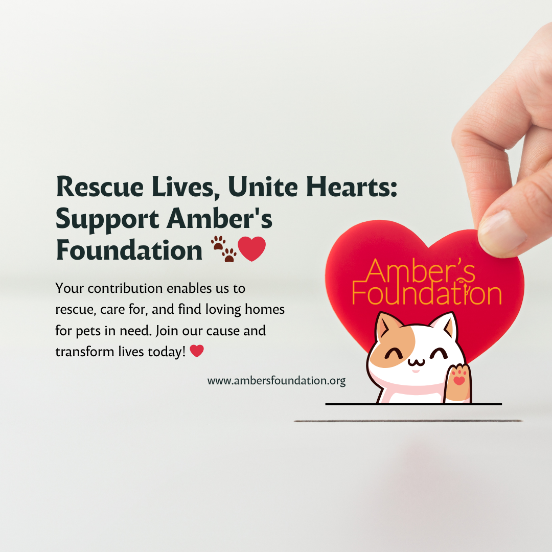 Donation Amber's Foundation