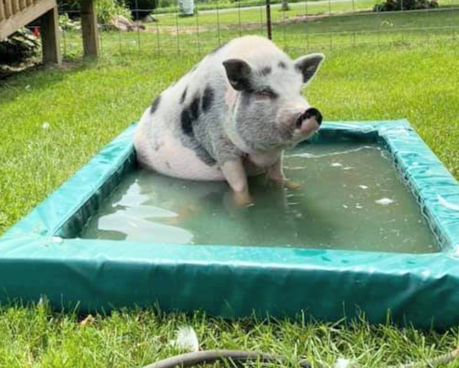 Piggy Pool Fund 🐖