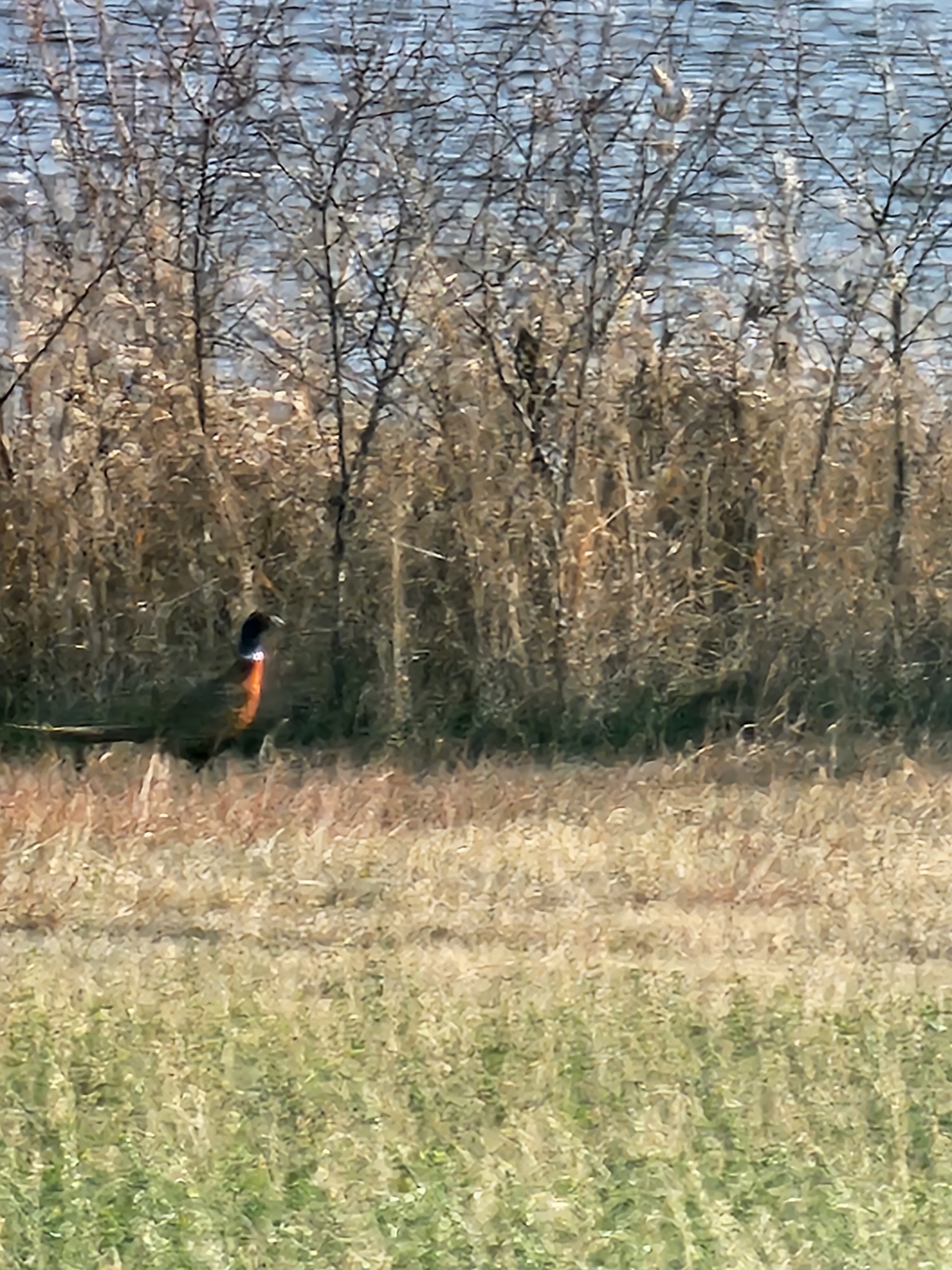 2023 Veterans Day Hunt & Ride