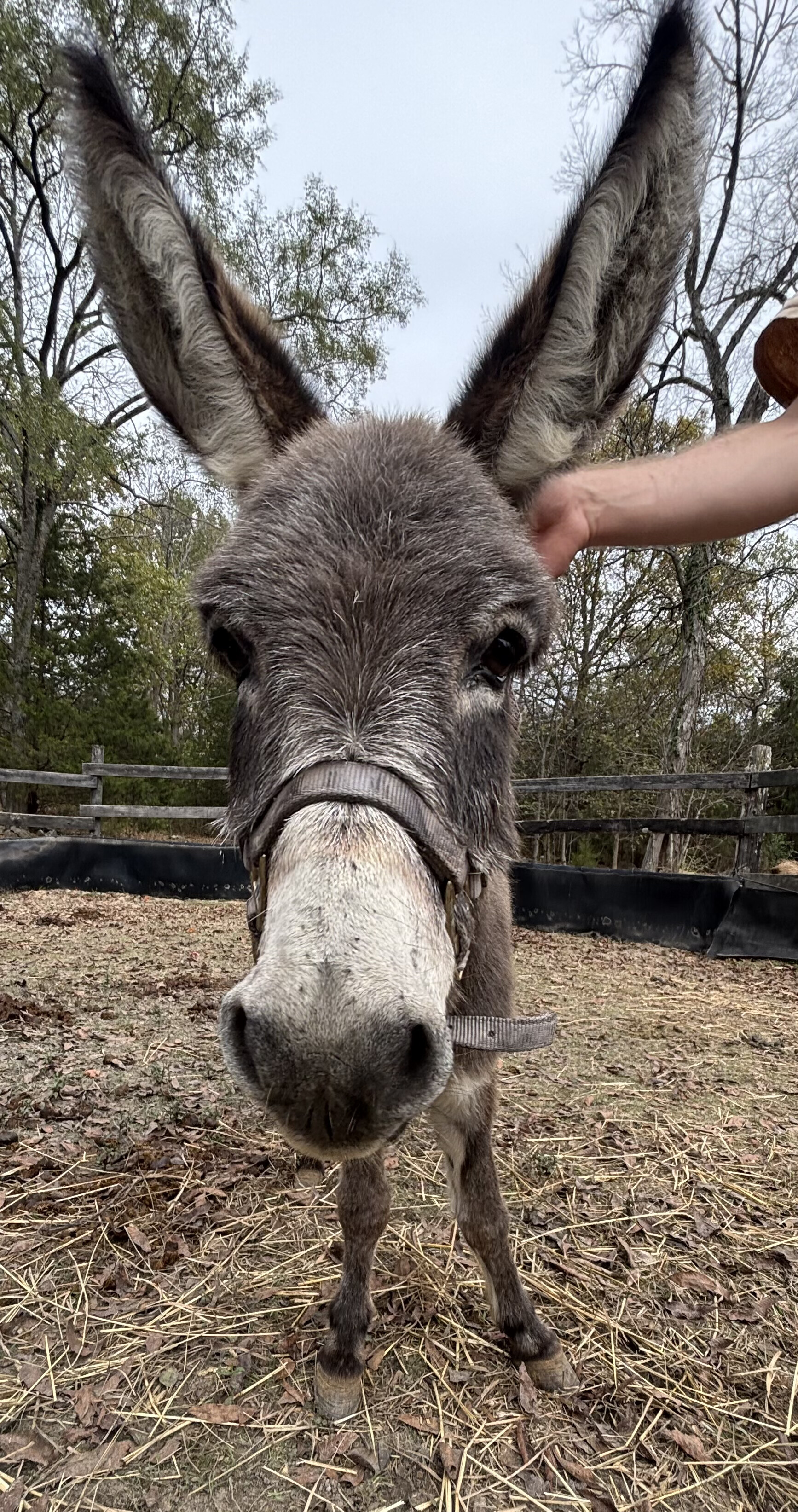 Name Our Rescued Animals: Support Vet Care for a Mare & Mini Donkey ...