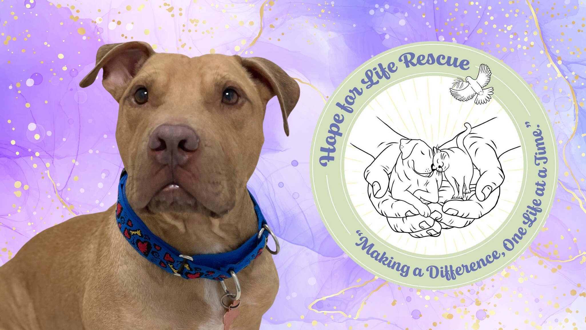 Donate To Hope For Life Rescue