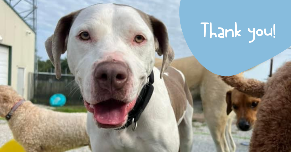 Donate to People Helping Paws Dog Rescue Today!