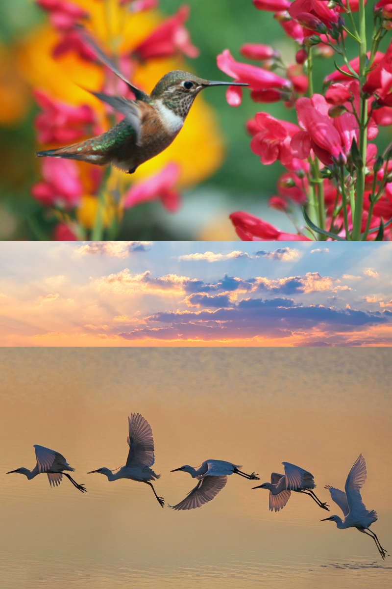 Mindfulness of Birds