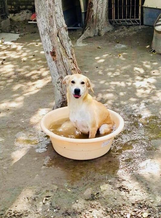 Rescue, Spay and Neuter for the Street Dogs of KPK Pakistan