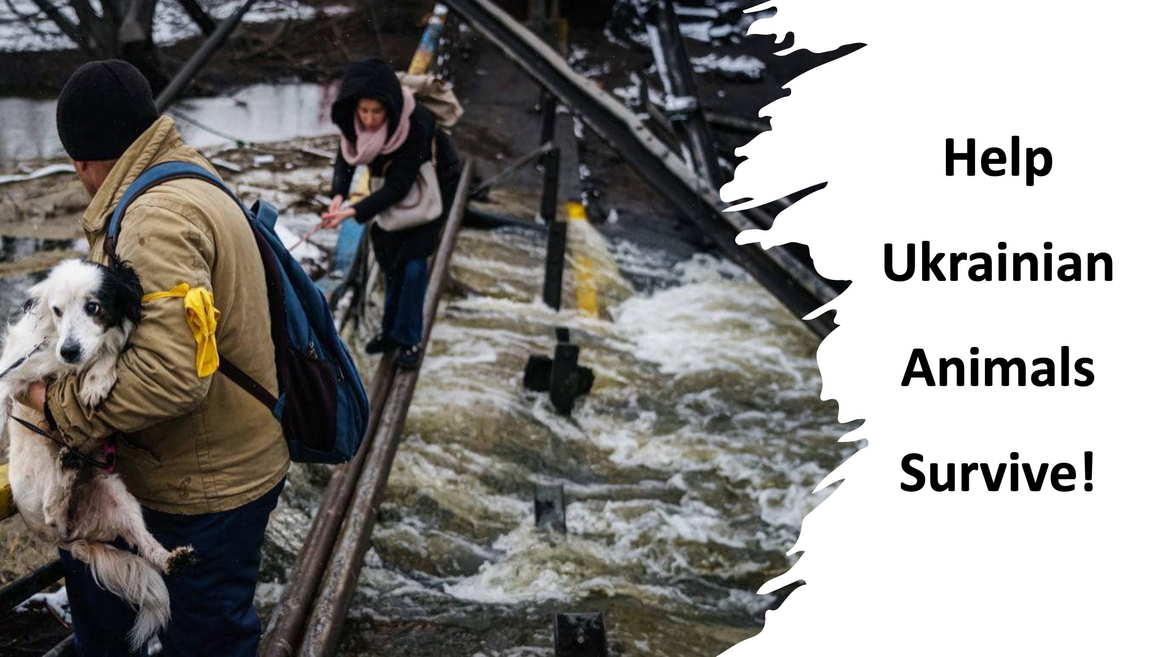 Help Ukrainian Animals Survive!
