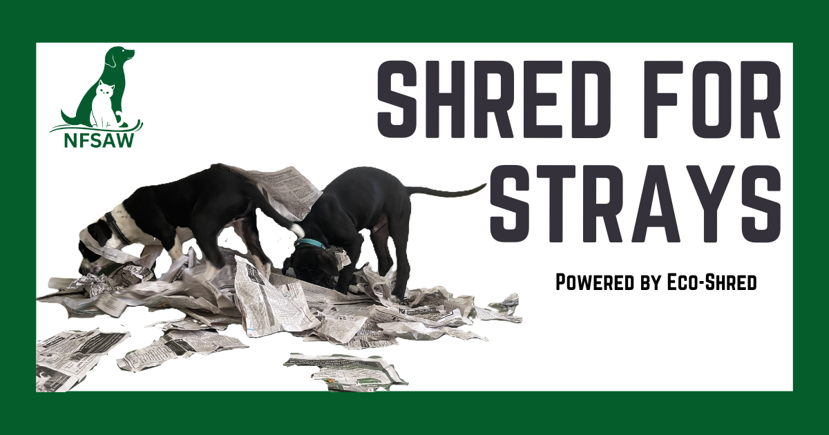 xShred For Strays 2024