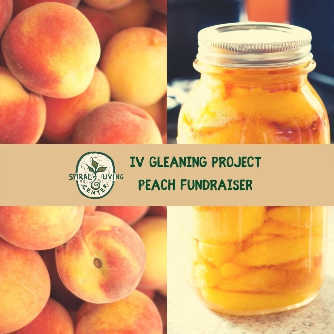 IV Gleaning Project Organic Peach Sale | Spiral Living Center