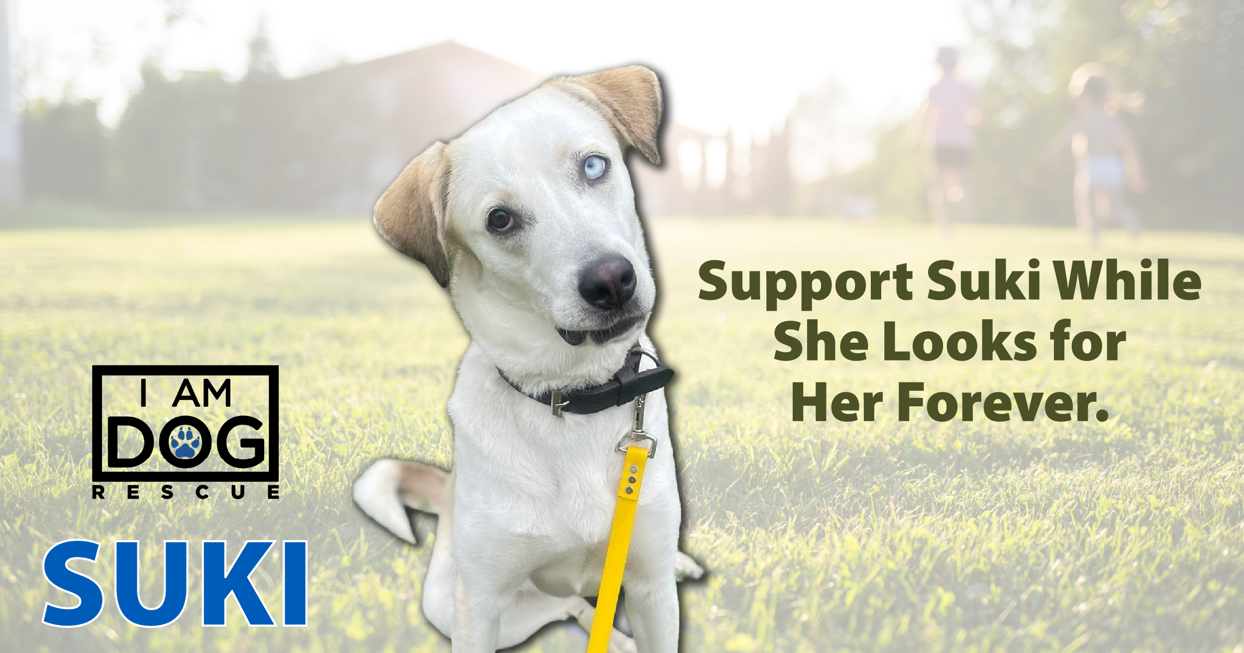 Donate for Suki, a rescue dog in Cross Roads, Texas